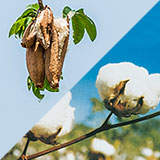 Kapok/Baumwoll-Kinder-Bettdecke "Java" | allnatura Österreich