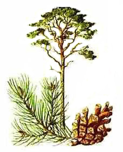 Kiefernholz | allnatura Österreich